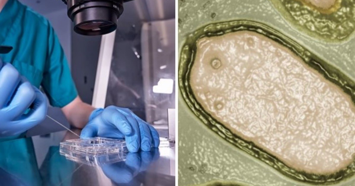 Temor a otra pandemia después de que científicos revivieron un "virus ...