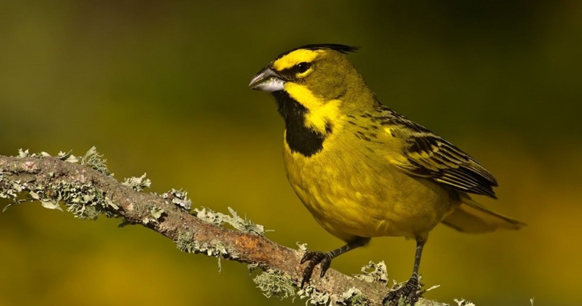 Ciencias Naturales: Declaran Monumento Natural Provincial a dos aves ...