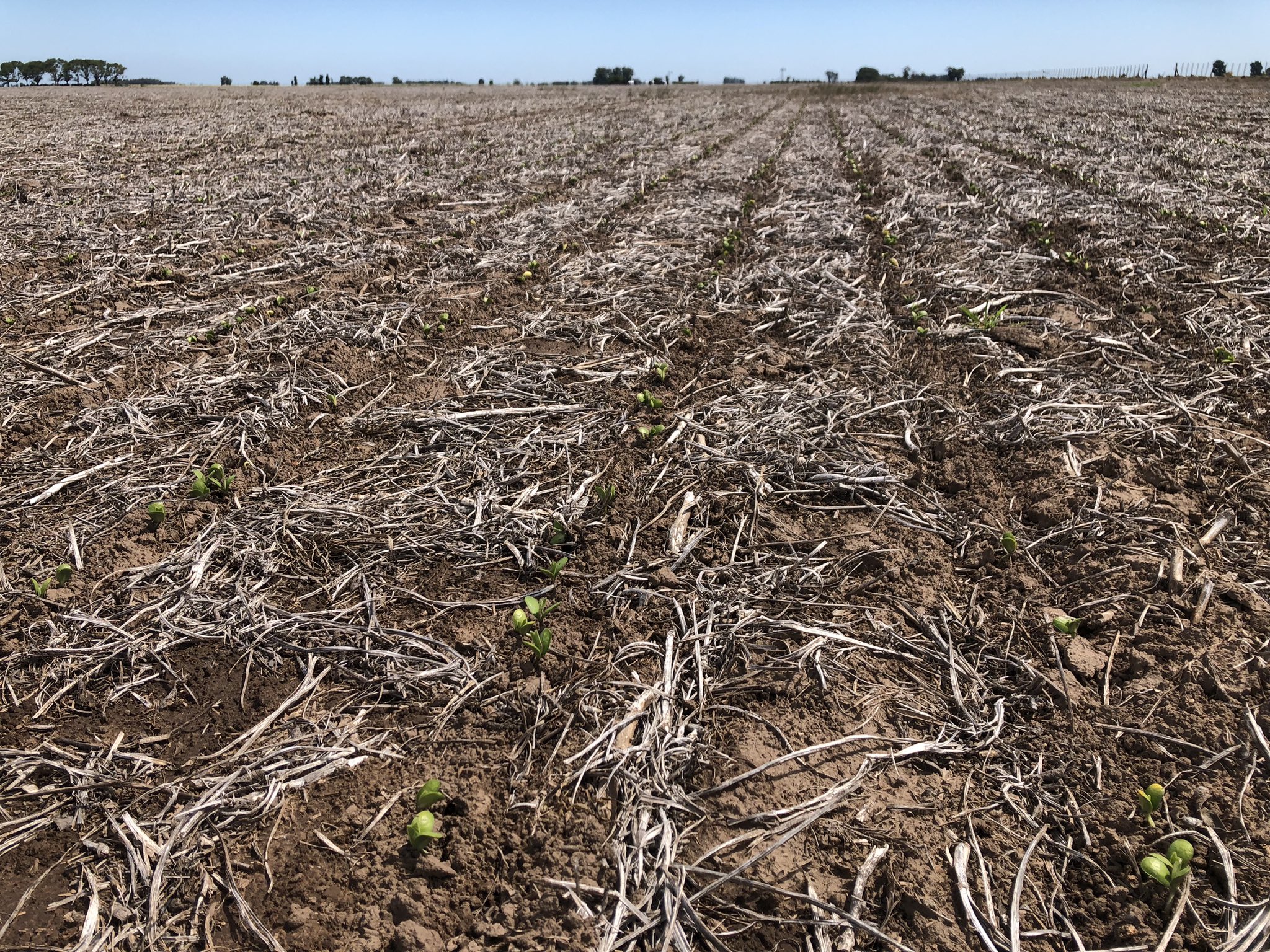 En la Zona Núcleo, la sequía golpea a la soja y ahora alertan por la ...
