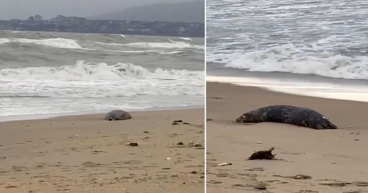 Video: 2.500 focas en peligro de extinción fueron encontradas muertas ...