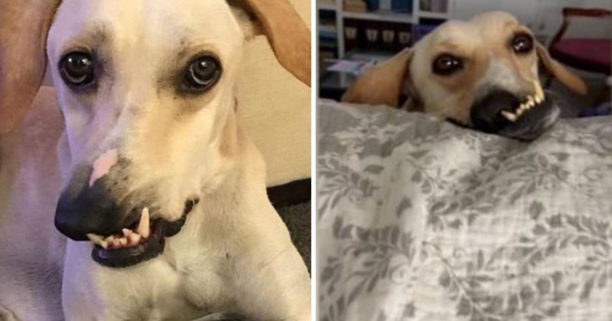 Videos: el perro rescatado que es una estrella en TikTok e inspiró un ...