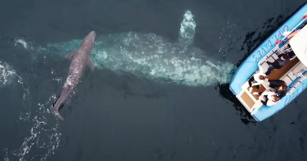 Video: captan el raro nacimiento de una ballena gris | Rosario3