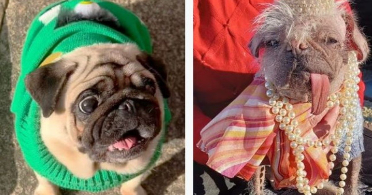 Reino Unido: enfrentan a los perros “más feos” en una competencia por ...