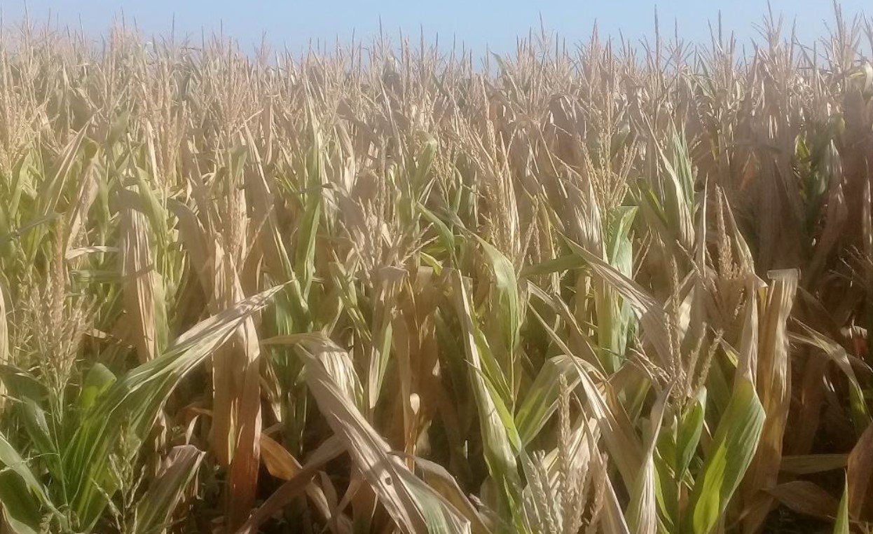 El maíz viene para atrás en la Zona Núcleo y la producción forrajera ...