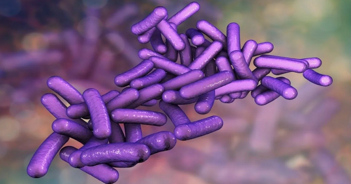 Qué es la shigella, de qué manera se transmite y cuáles son las ...