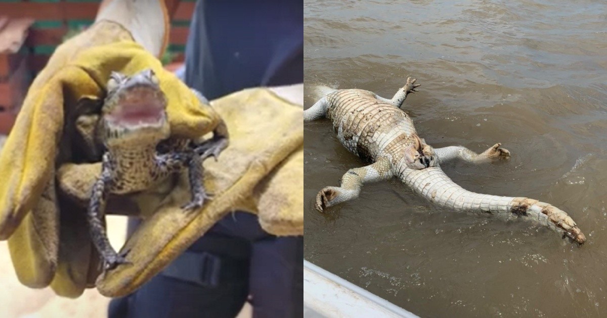 Fotos y videos: encontraron a un yacaré bebé en una pileta y otro ...