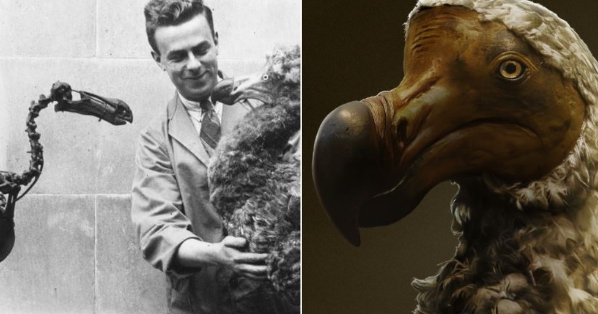 Buscan recuperar al pájaro dodo, extinto por la acción humana | Rosario3