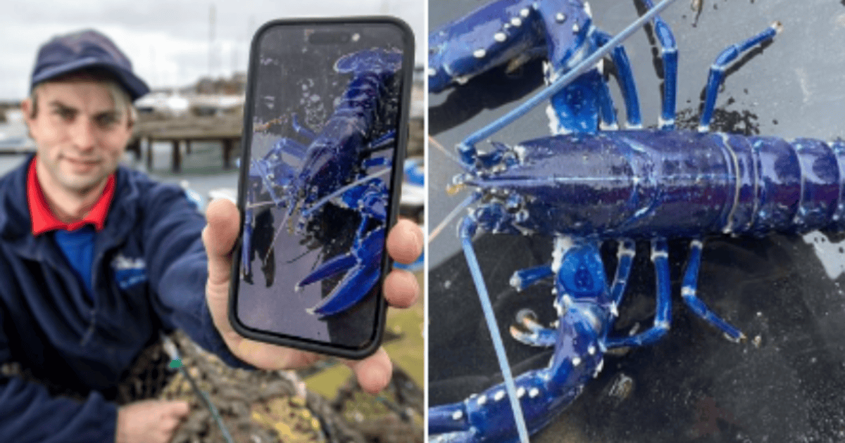 Video: pescó una inusual langosta azul de la que solo hay "una en dos ...