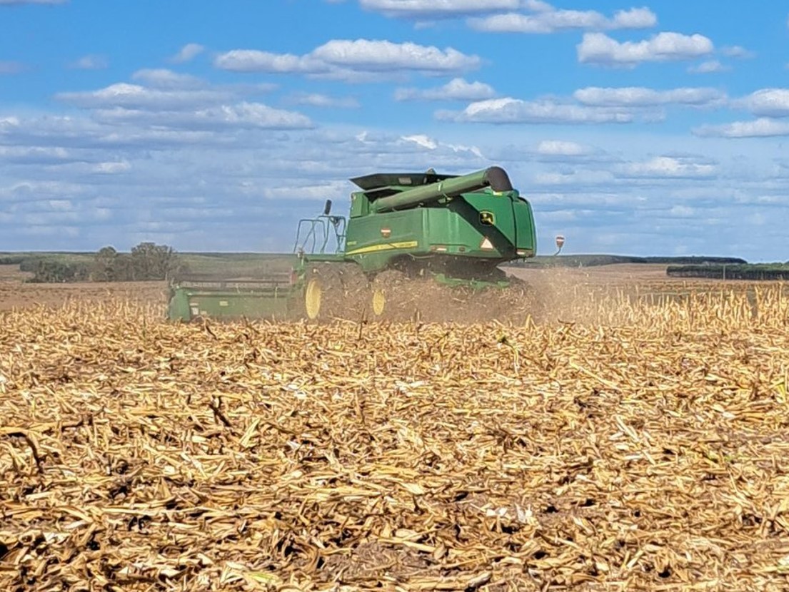 La cosecha de maíz avanza con buenos rindes, pero las ventas vienen con ...