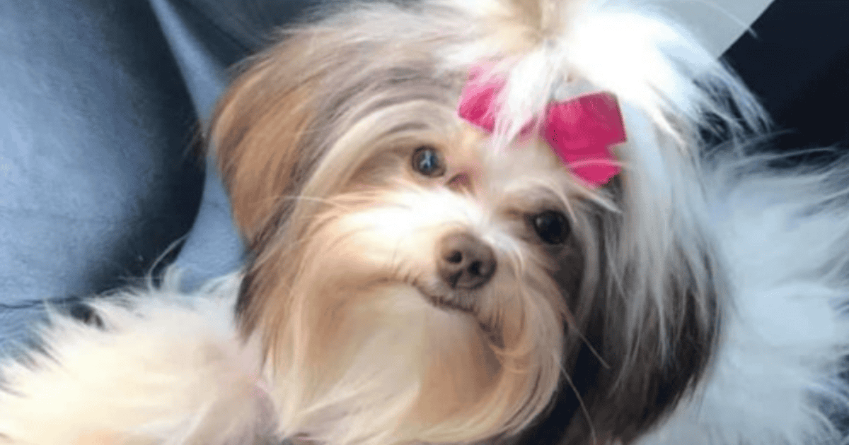 Fotos: llevó a su perrita de pelo largo a la peluquería y se la ...