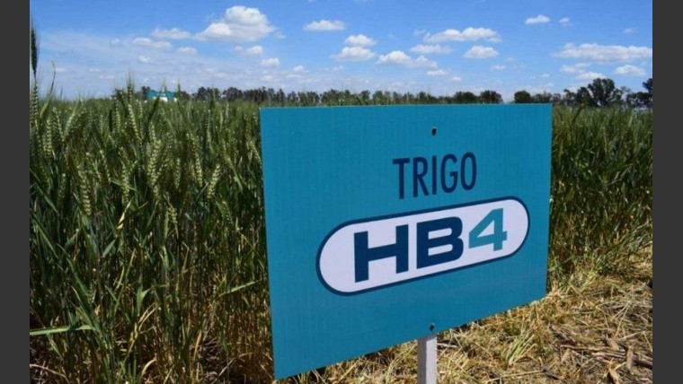 El impactante aporte que podría haber generado la tecnología HB4 en ...