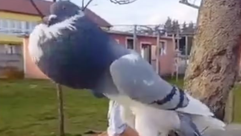 La Paloma Más Gorda Del Mundo Paloma Gorda Es La Mejor Paloma