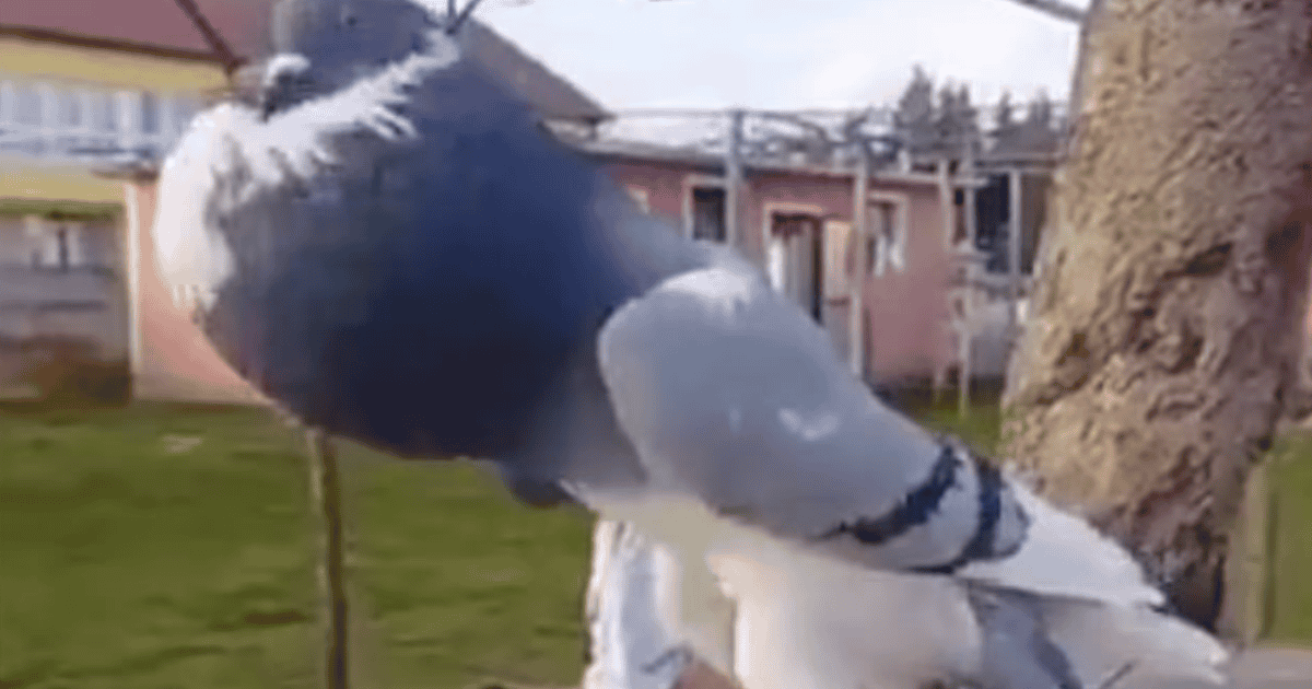 Video: "paloma mutante" de largas patas y cuello extraño causó revuelo ...