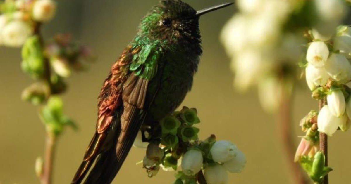 Colibríes en Argentina: lo que hay que saber | Rosario3