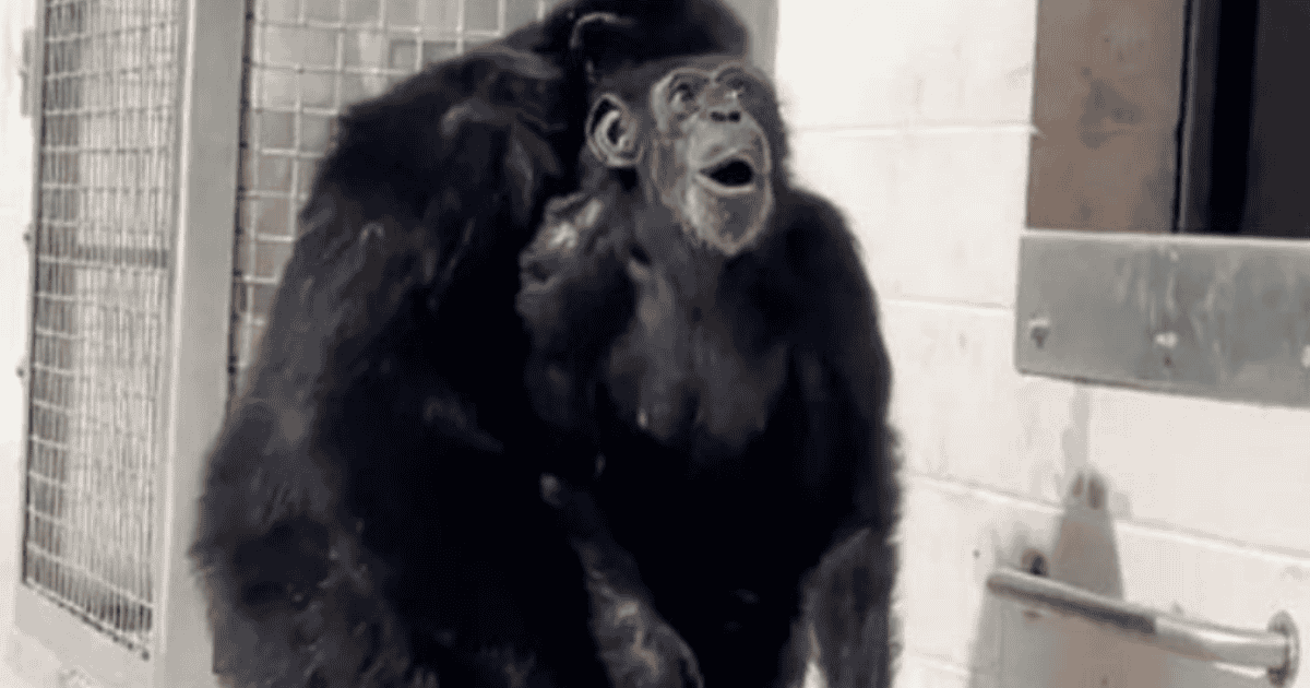 Video: el asombro de una chimpancé al ver el cielo por primera vez tras ...