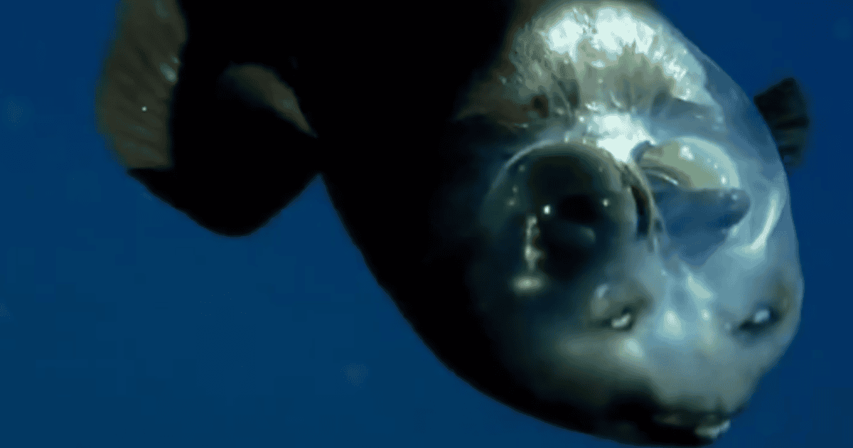Video: un raro pez de cabeza transparente y ojos giratorios | Rosario3