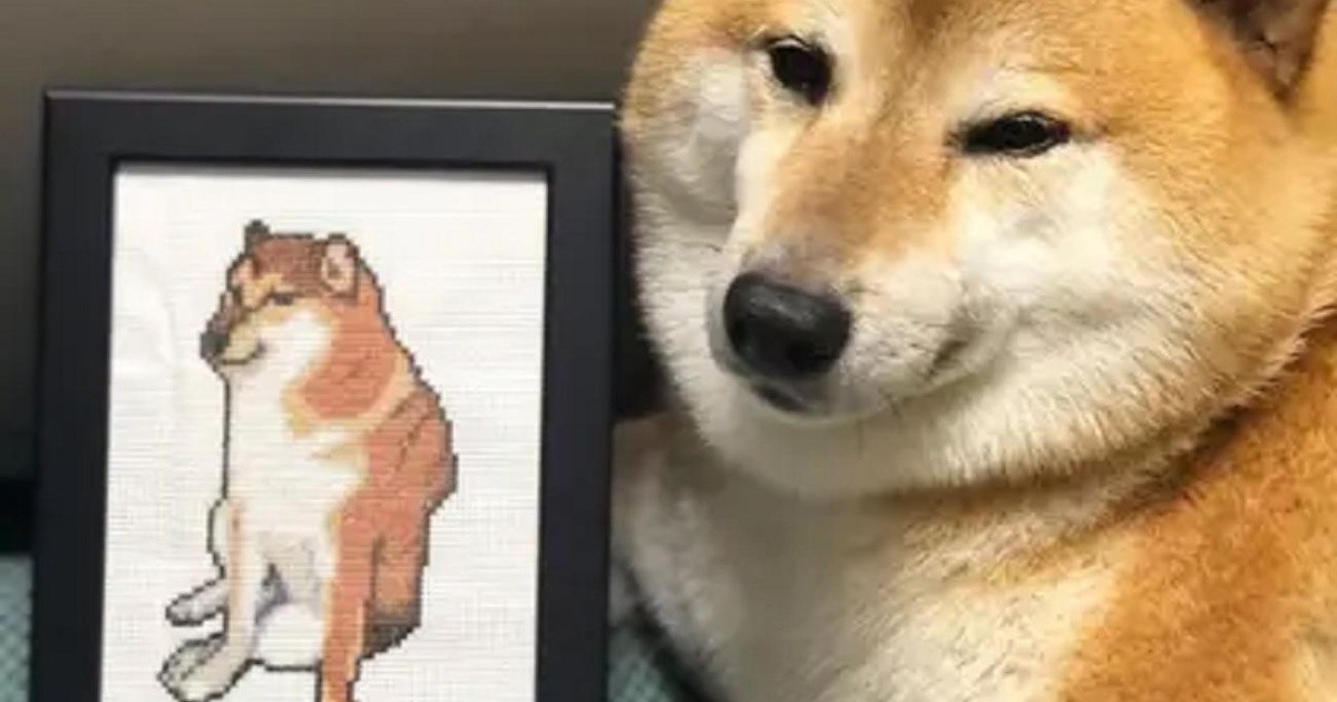 Internet de luto: murió Balltze, el famoso "perro meme" | Rosario3