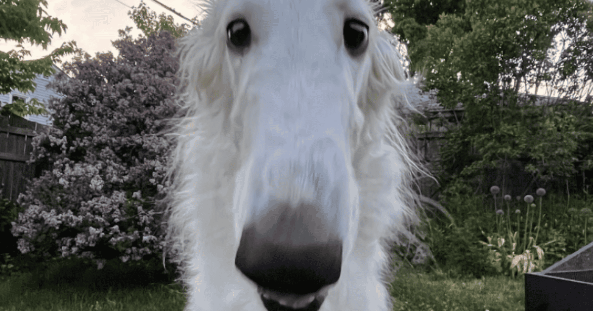 Mirá: un perro se volvió viral por tener el hocico más largo del mundo ...