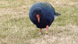 Como en las novelas: Nicole Kidman habría usado una panza falsa | Rosario3