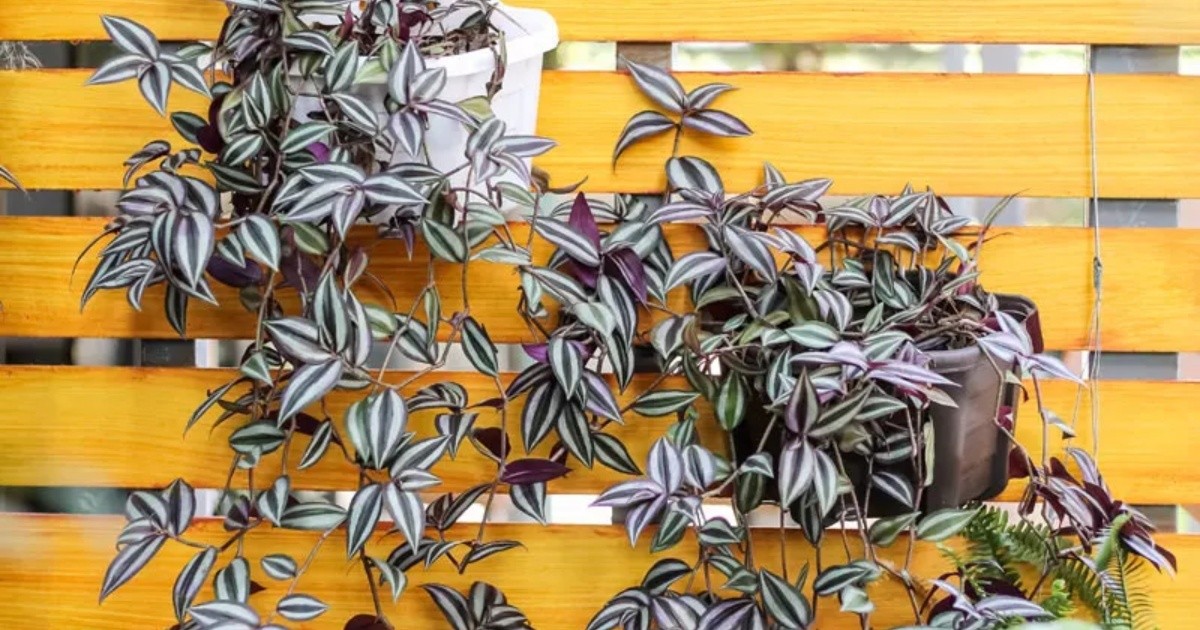 3 plantas de interior para brindar un detalle de color | Rosario3