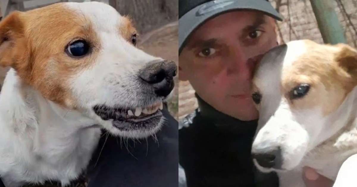 El duelo en las redes por la muerte de Malvado, el perrito viral que se ...