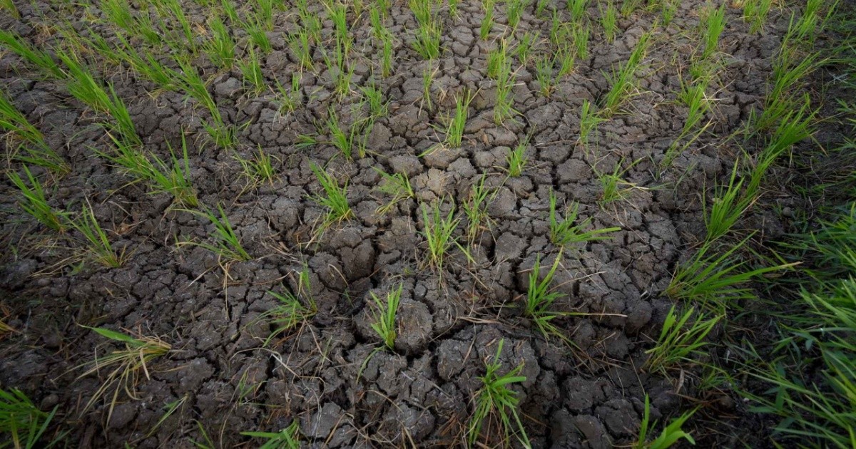 La ONU advirtió que al menos 100 millones de hectáreas de tierra fértil ...