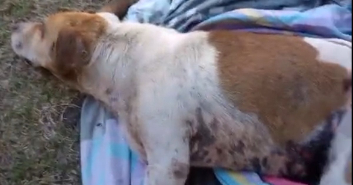 Vecinos acusan a un remisero de atropellar y abandonar a una perra en zona norte | Rosario3