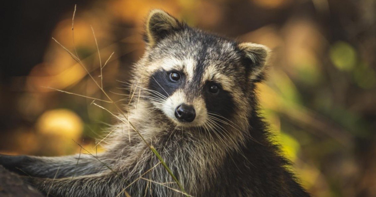 Increíble pero real: un mapache provocó un apagón en Canadá y dejó a ...