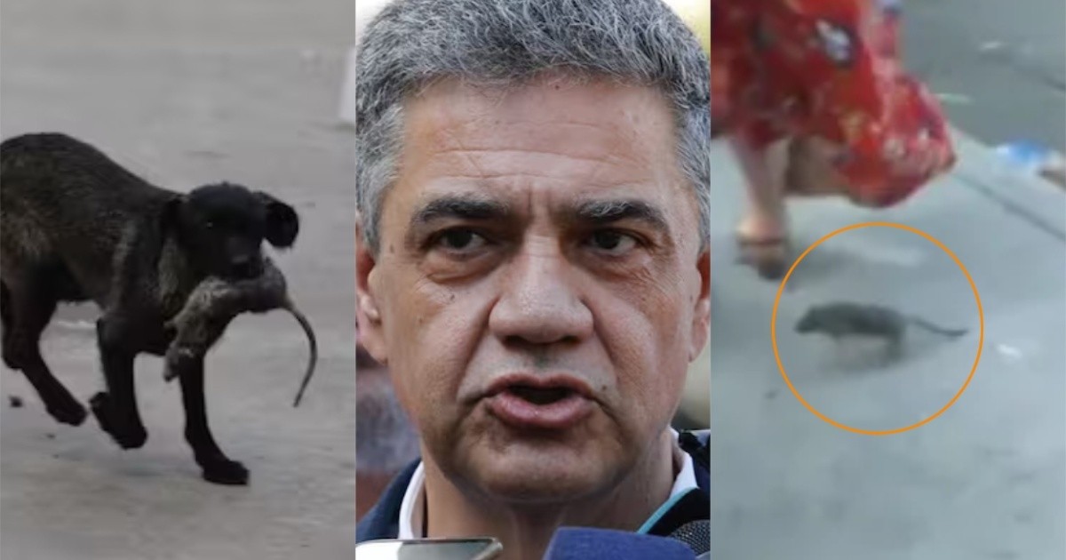 Estallaron los memes por la rata que alborotó el móvil en vivo en el ...