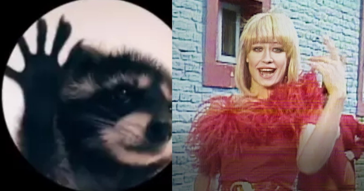 Cuál es el verdadero origen de la canción viral del mapache | Rosario3