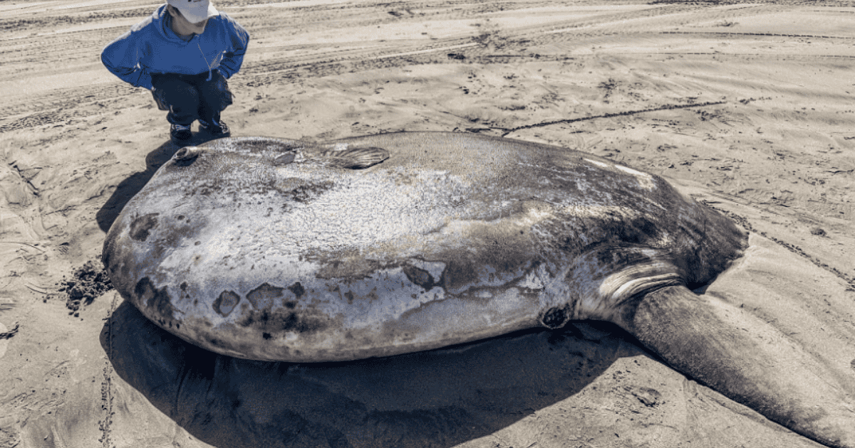 Un enorme y raro pez fue encontrado en una playa y asombró a expertos ...