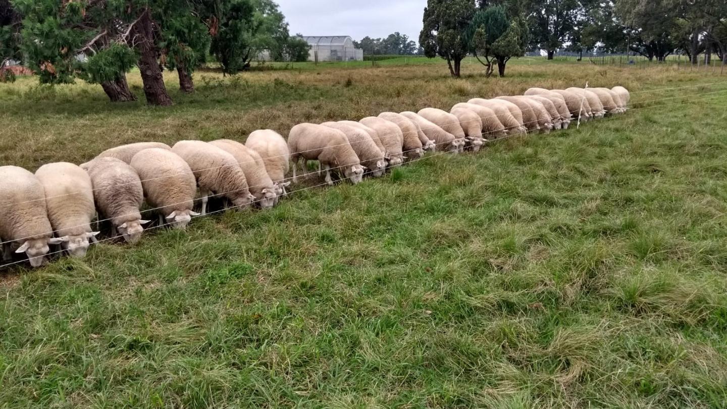 Cría intensiva de ovinos: una oportunidad productiva y económica en ...