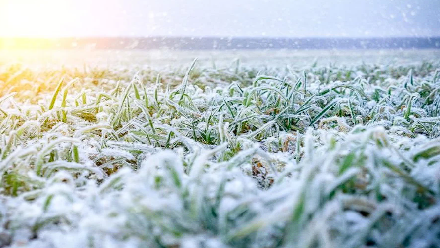 Con el invierno arrancan las heladas: tipos de fenómenos e impacto en ...
