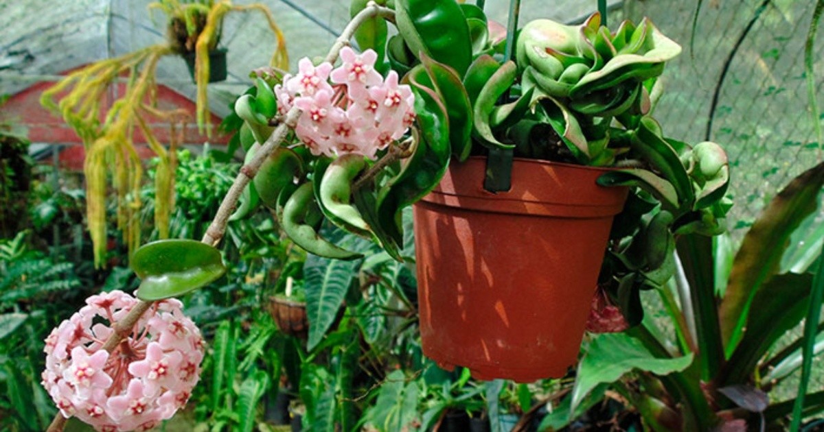 Hoya flamingo, una planta de fácil cuidado y pet friendly | Rosario3