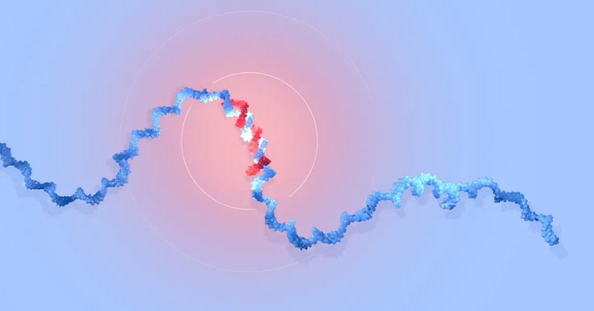 Cuál es la función del microARN, moléculas clave para la regulación de ...