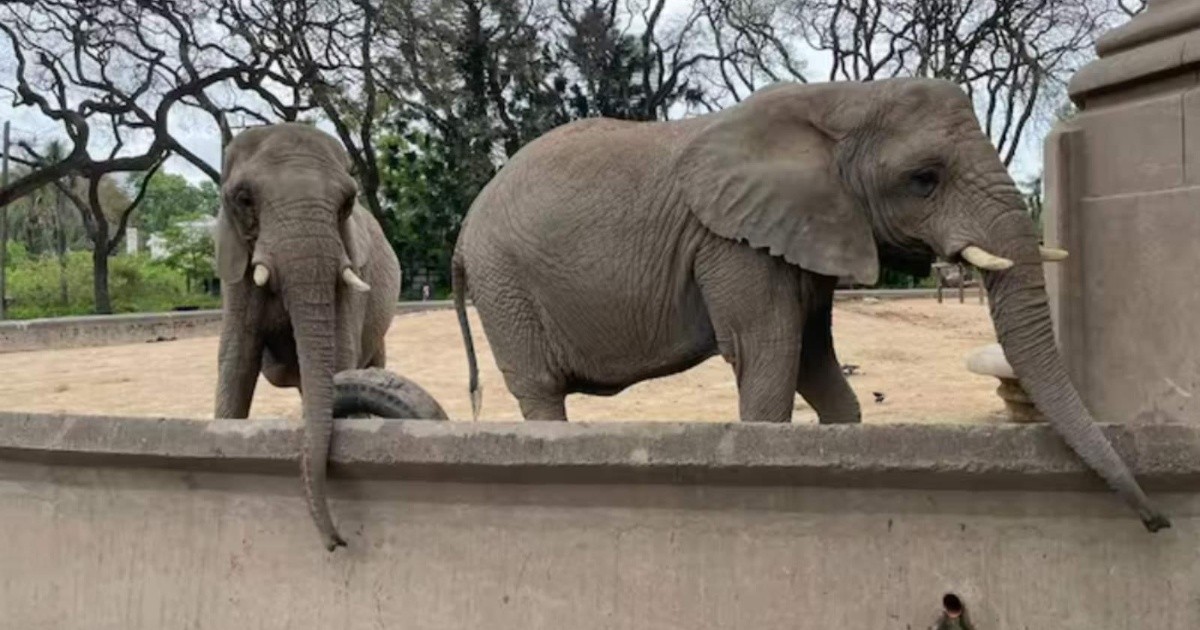 Murió Kuky, la elefanta del ecoparque porteño que iba a ser trasladada ...
