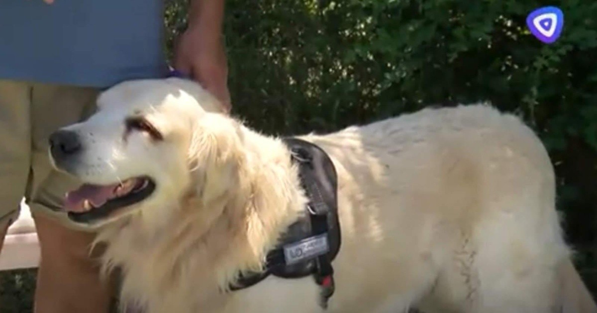 La última búsqueda del león blanco: la historia de Bai Shi, el perro ...