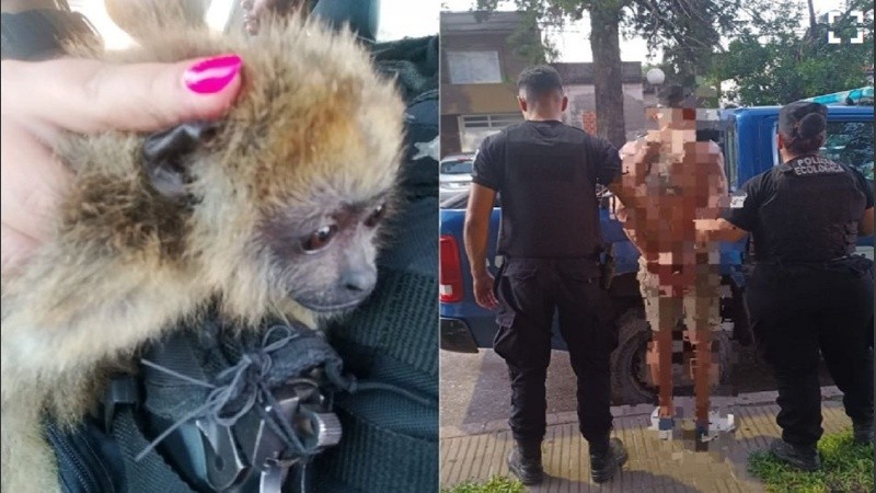 De no creer: robaron monos en La Esmeralda de Santa Fe, y un vecino ...