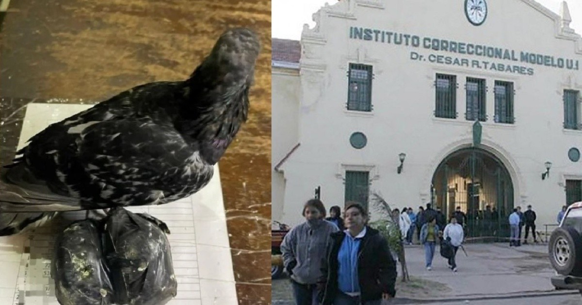 Una nueva “narcopaloma” fue hallada cerca de la cárcel de Coronda ...