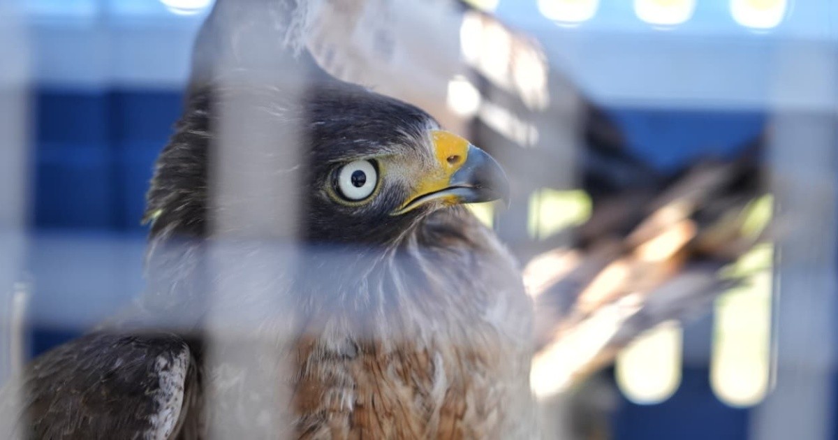 Liberaron a un gavilán para controlar palomas en el centro de Rosario ...