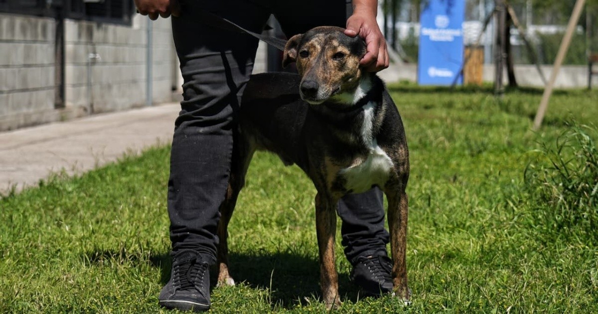 Día del perro adoptado: más de 100 animales esperan por una familia en ...