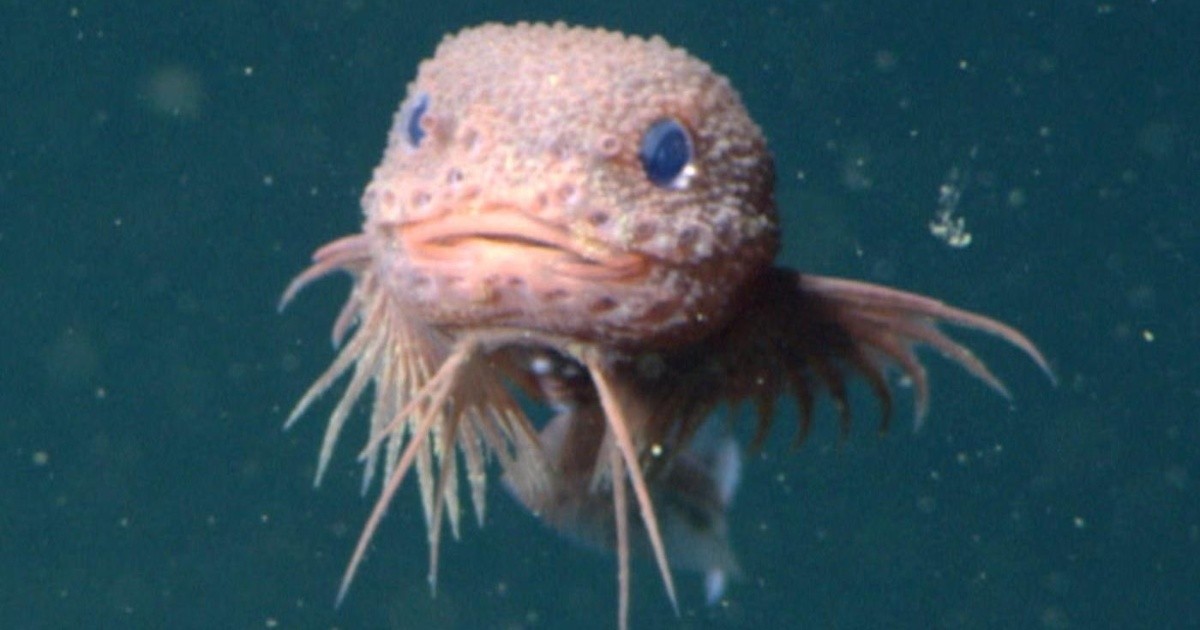 Mirá: esta es la nueva especie de pez caracol encontrada en el océano ...