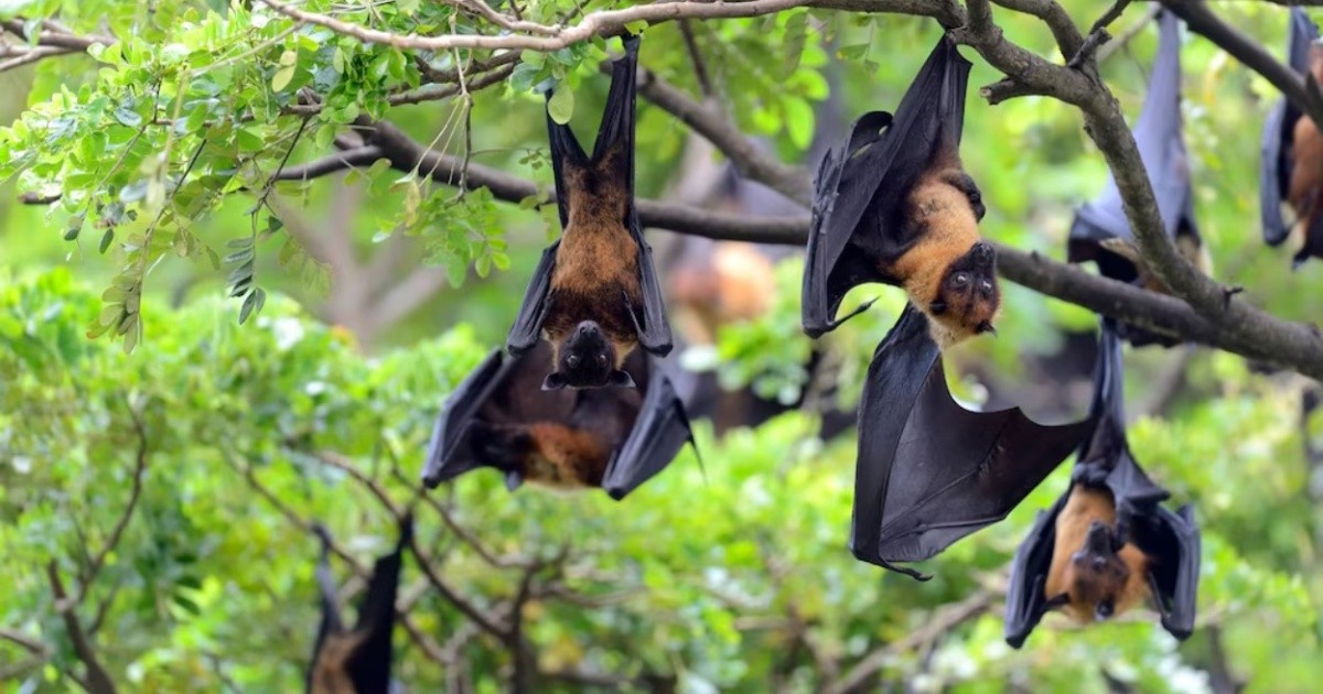 Nipah Virus Outbreak in India: Symptoms, Transmission, and Prevention ...
