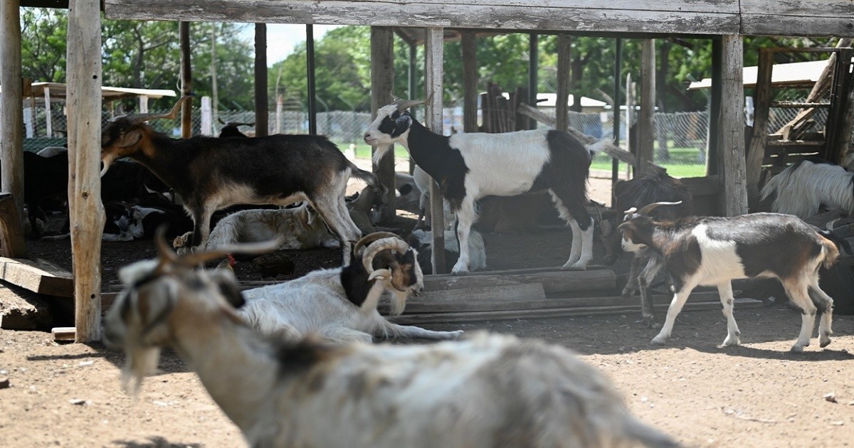Murieron cinco chivos del Parque Regional en Villa Gobernador Gálvez y ...