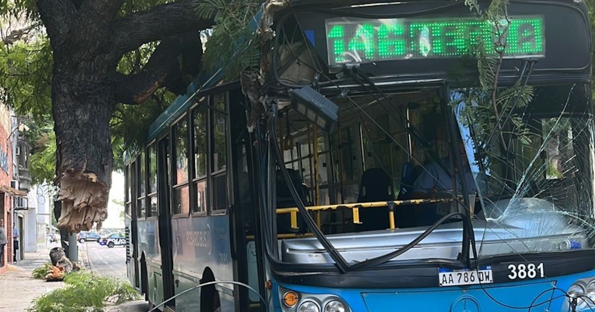Un colectivo chocó y arrastró un jacarandá en Salta al 3500 | Rosario3