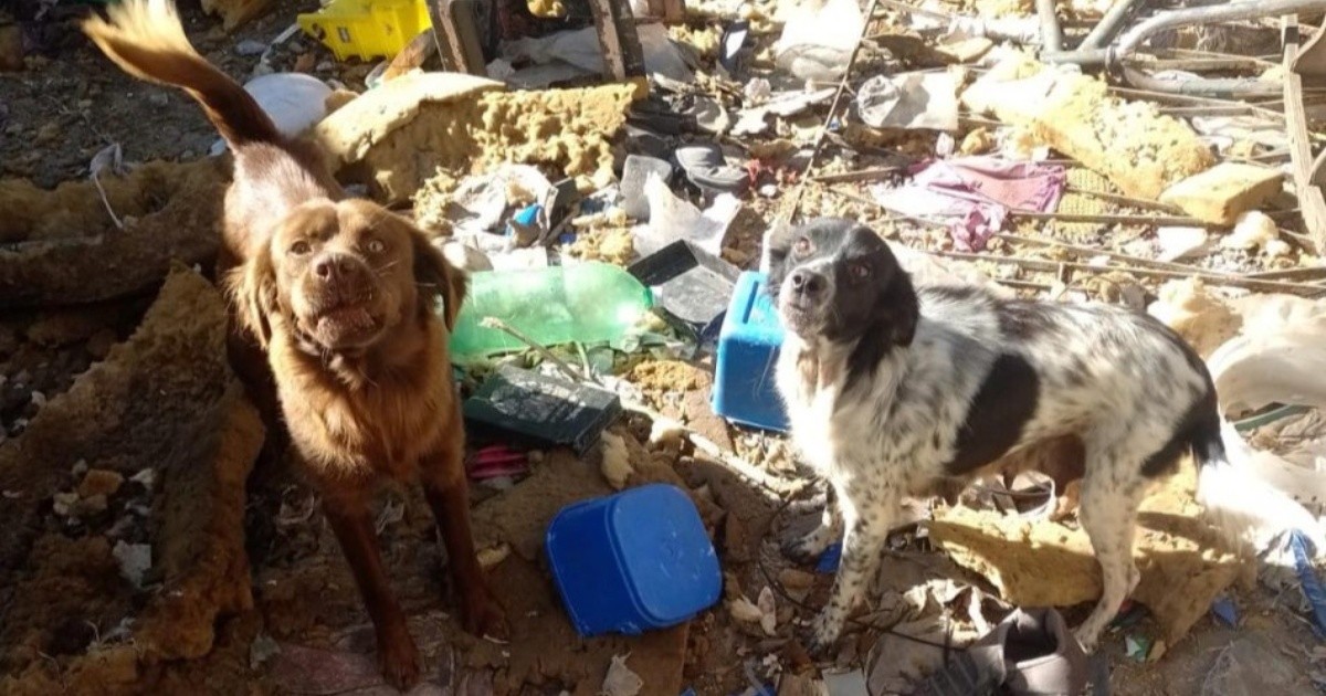 Rescataron cinco perros que estaban a la intemperie y en mal estado de ...