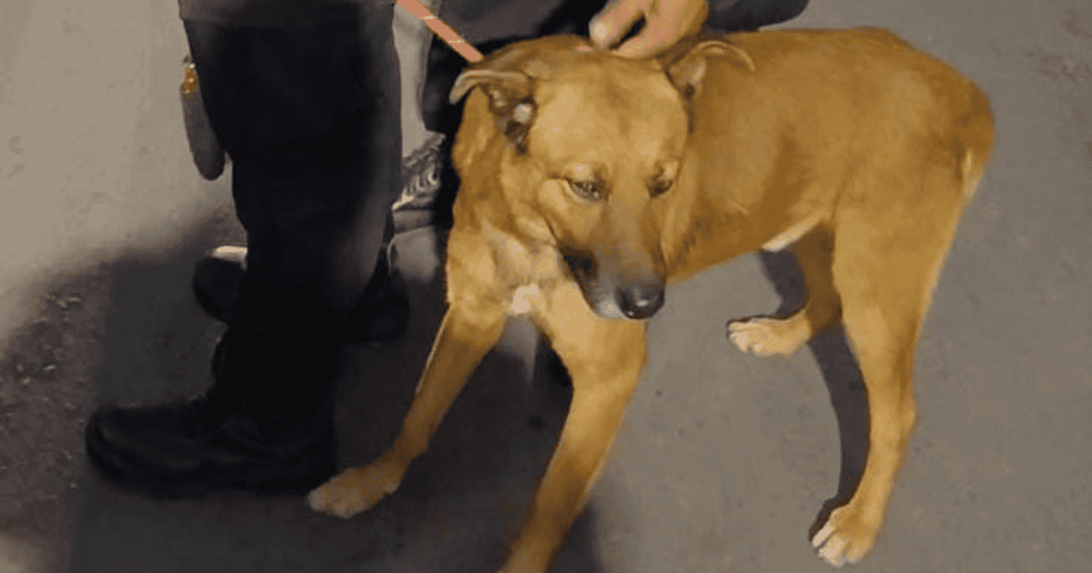 Rescataron a un perro desnutrido en Rosario y aprehendieron a un hombre ...