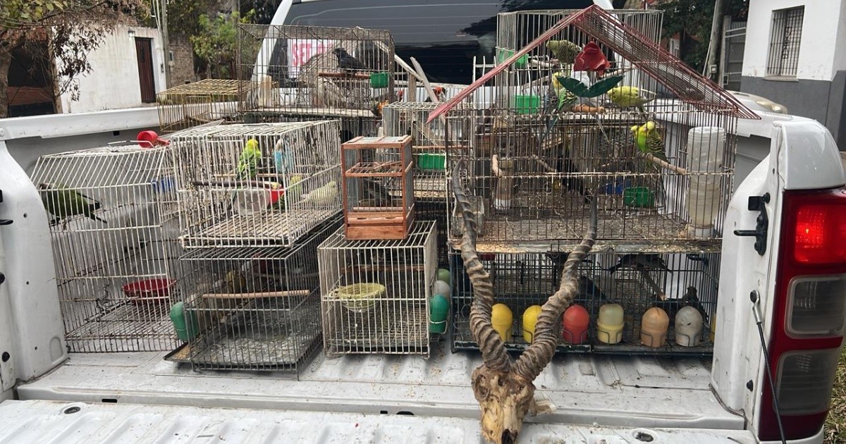 Allanaron dos casas en Rosario por venta ilegal de fauna silvestre ...