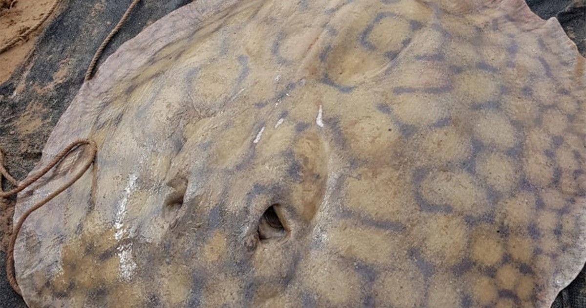 Una raya gigante recorrió 170 kilómetros por el Paraná y sorprendió a ...