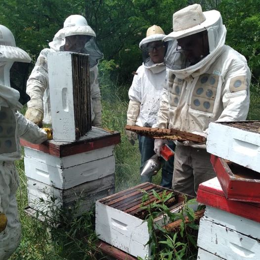 La apicultura también sufre: la ola de calor derrite colmenas y hay ...